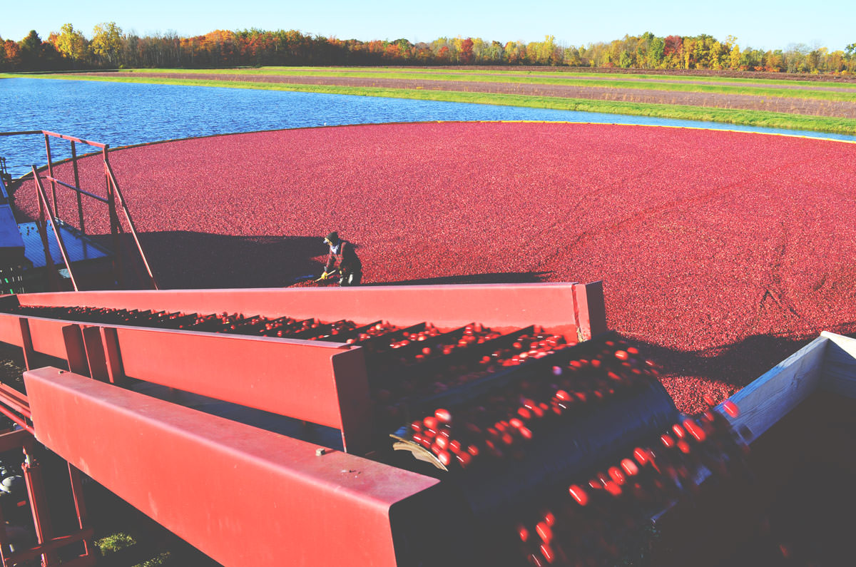 DeGrandChamp Farms | Blueberry and Cranberry Farm