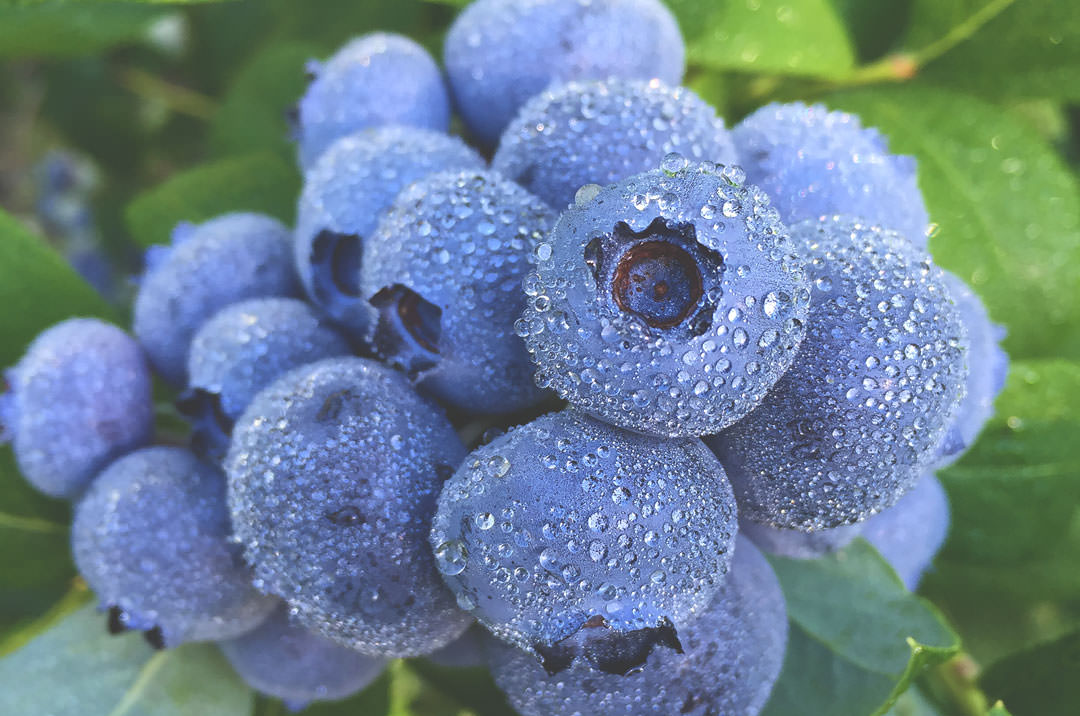 Blueberries - DeGrandchamp Farms