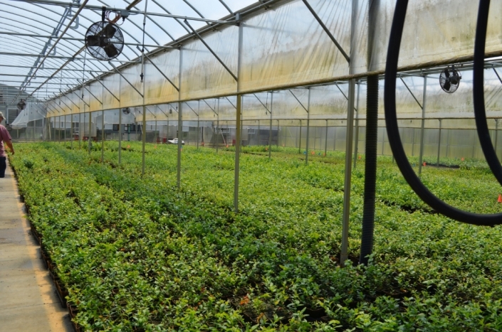 Commercial Growers - DeGrandchamp Farms